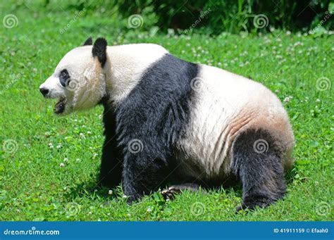 Bao Bao A Giant Panda Cub Born In The Us Stock Image Image Of South