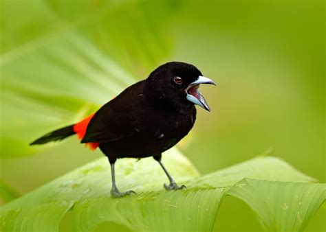 Bird Call Identifier Identify Birds By Seeing Their Songs And Calls