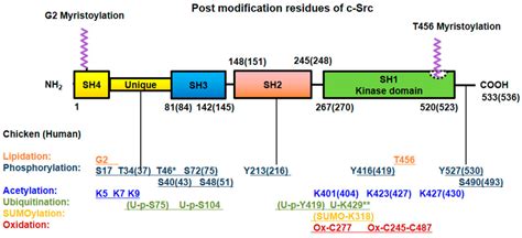 Post Translational Modifications Of Src Src Undergoes Download Scientific Diagram