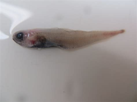 Physiculus Fulvus Pc14 04 Sta17 Img6819 Photo By Jon Moor Yale