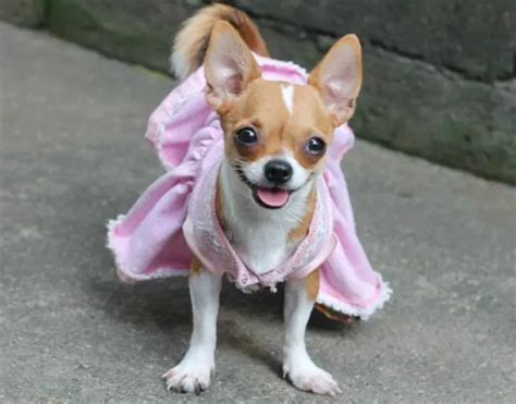 Chihuahuas In Pretty Dresses I Love My Chi