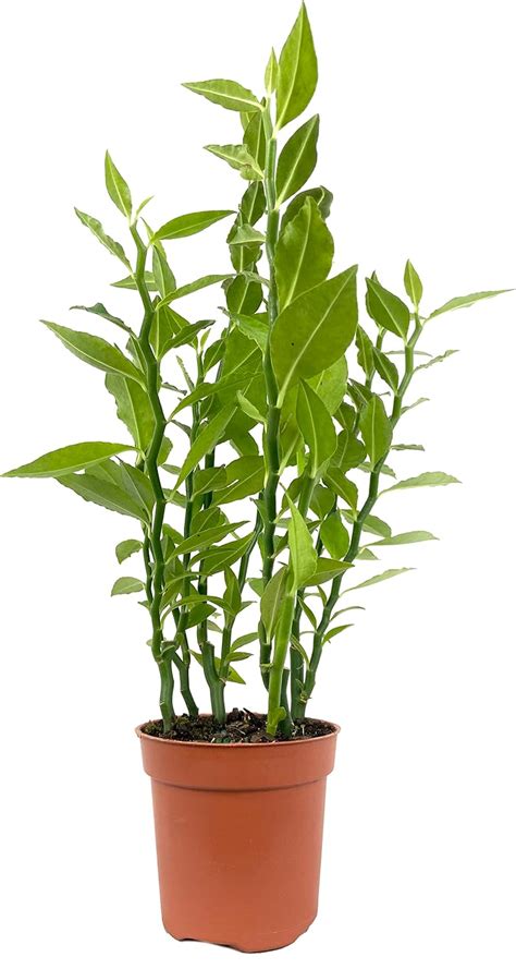 Devils Backbone Live Plant In A 4 Inch Pot