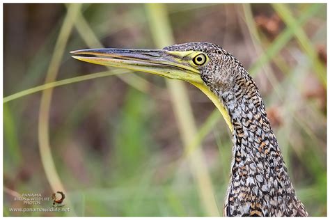 Featured Species Bare Throated Tiger Heron Tigrisoma Mexicanum