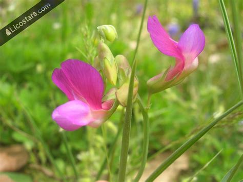 Nature Naturism Flower Handeyeprem Flickr