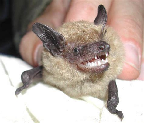 Rabid Bat Found On Brookside Lane Sidewalk Hillsborough Nj Patch