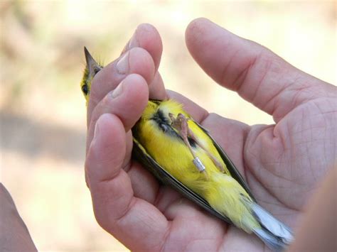 Journals Of An Amateur Naturalist Banding Birds