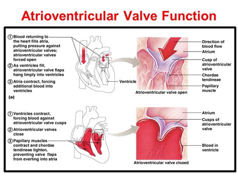 Atrioventricular Valve Function