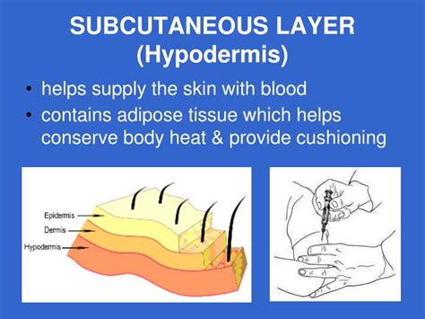 Ppt The Integumentary System —chapter 6 Powerpoint Presentation Id