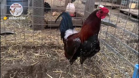 Spangle Hatch Youtube