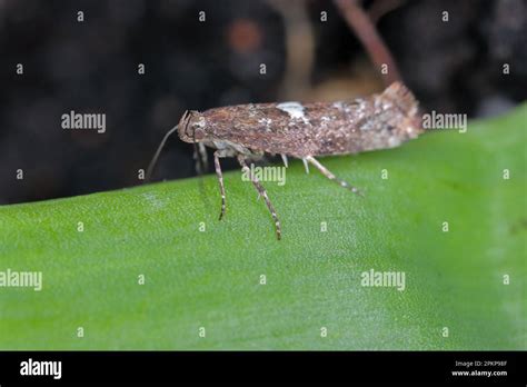 Detailed Closeup On The Small Leek Moth Acrolepiopsis Assectella