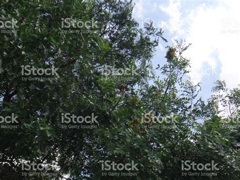 Ramos Da Planta Tipuana Plantas Banco De Fotos Stock Foto