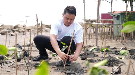Pln Epi Tanam 1000 Bibit Pohon Mangrove Di Cilincing Jakarta Majalah