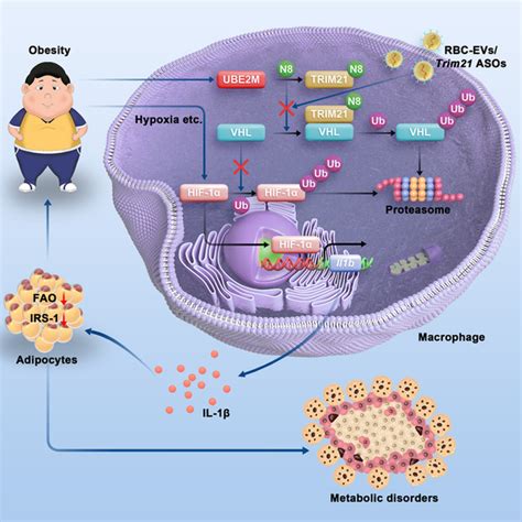 《细胞》子刊：浙大团队揭示肥胖相关炎症的关键调控机制 知乎