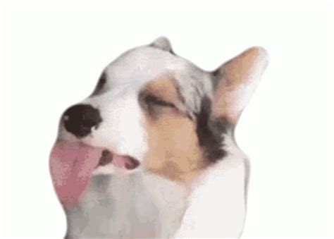 Lazy Dog Licking Butter 
