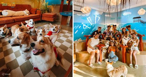 Unlimited Corgi Cuddles And Happy Times Isla Corgis Cafe Siargao Klook