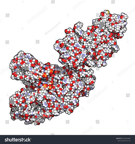 Thermus Aquaticus Kingdom At Randall Maupin Blog