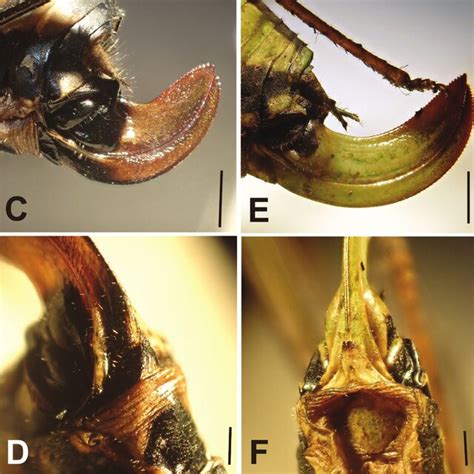Female Dioncomena Species A B Ovipositor And Subgenital Plate Of D