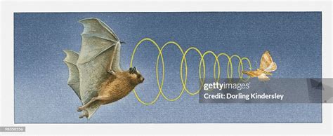 Illustration Of Bat Using Acute Sense Of Hearing To Locate Moth Stock