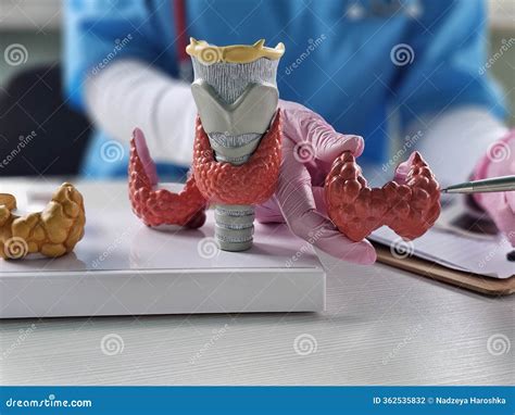 Doctor With Human Thyroid Anatomy Model Thyroid Tumor And Cancer