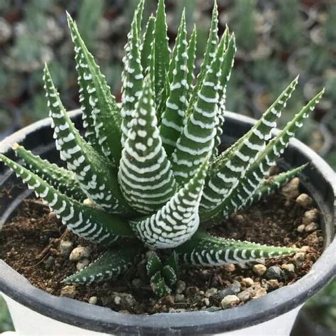 خرید و قیمت هاورتیا گورخری از غرفه کاکتوسکده افوربیا