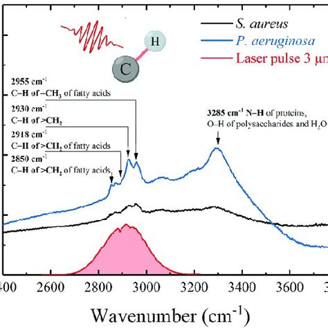 Optical Density Spectra Of S Aureus And P Aeruginosa Bacteria Left