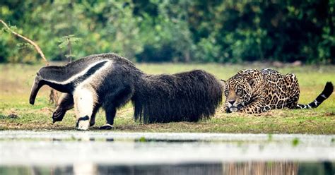 Astonishing Moment Jaguar Corners Unsuspecting Giant Anteater At