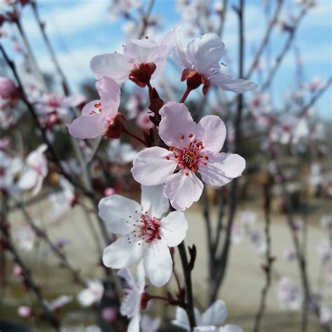 Prunus Cerasifera Krauter Vesuvius Purple Leaf Plum Mid Valley Trees