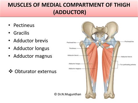 Anteriormedial Compartment Of Thighadductor Canal Andobturator Nerve Dr