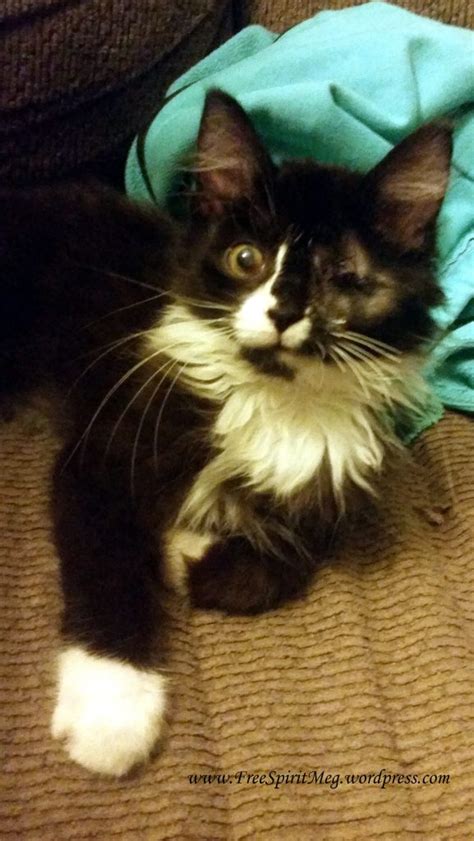 The Cyclops Kitten Free Spirit Meg