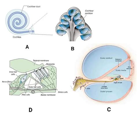 Physiology Of Hearing Ear Structure Functions Biology Notes Online
