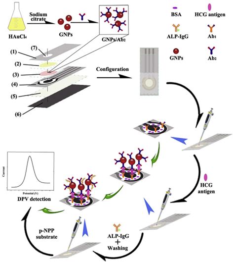 Electrochemical Biosensors Immunosensors At Gladys Davy Blog