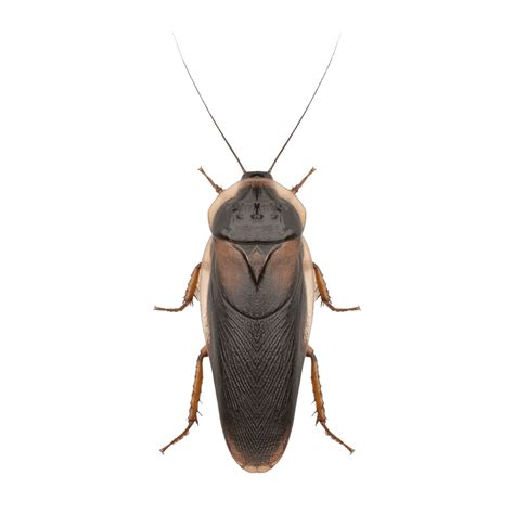 Dubia Cockroach Large 25 30mm Approx 10 Cockroachs Sims Tropical Fish