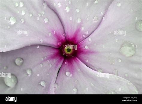 Rose Periwinkle Common Periwinkle Madagascar Periwinkle Catharanthus