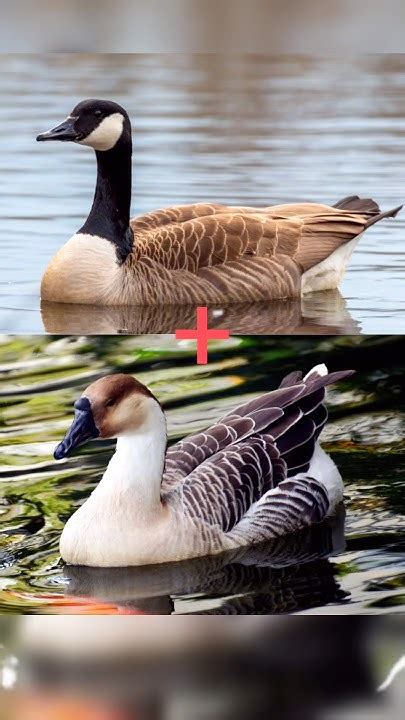 Swan Goose X Canada Goose Hybrid Youtube
