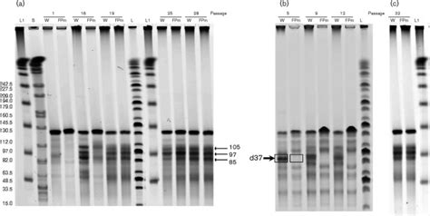 Production Of Baculovirus Defective Interfering Particles During Serial Passage Is Delayed By