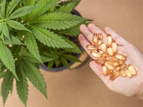 How To Make Your Own Cannabis Capsules Weedseedshop