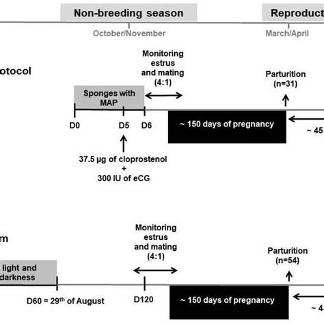 Schematic Representation Of The Procedures For Estrus Induction By Download Scientific Diagram