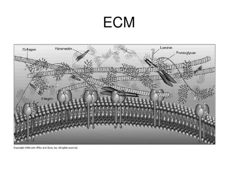 Ppt Cell Environment Interaction Outside In Powerpoint Presentation Id4316240