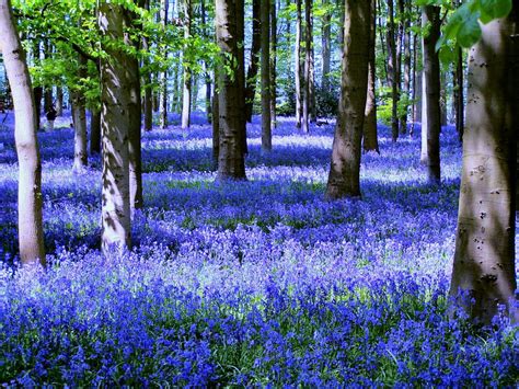 Bluebells Coton Manor Gardens Manor Garden Beautiful Gardens