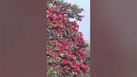 Beautiful Lali Guras Flower 🌺 Youtube