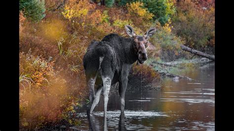 Bull And Female Moose Mating Buck Et Femelle Orignal Qui Saccouplent Youtube