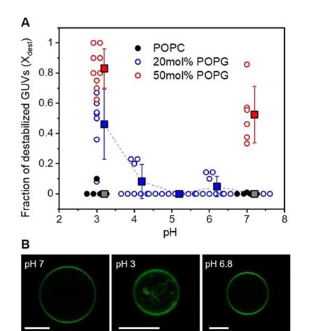 Membrane Charge Asymmetry Generated By Different Ph Across The Membrane
