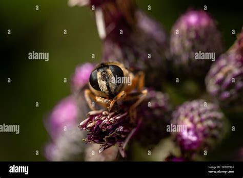 Macro Close Up Of An Insect Showing Detailed Body Structure Compound