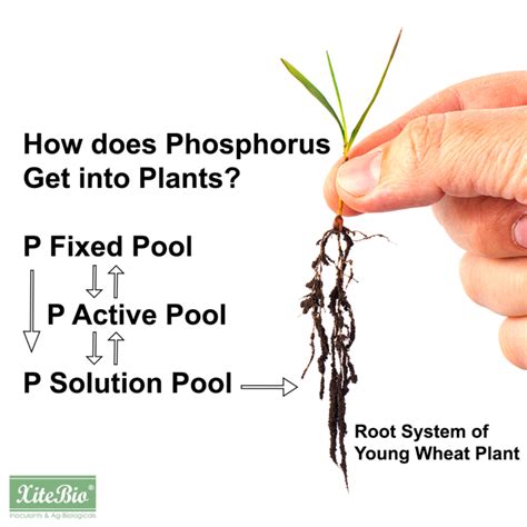 How Does Phosphorus Get Into Plants