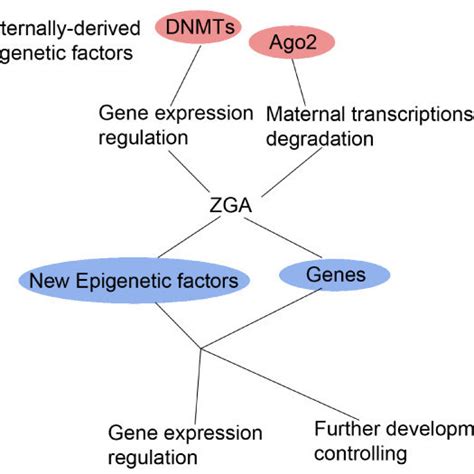 General View Of The Main Epigenetic Reprogramming Pathways In