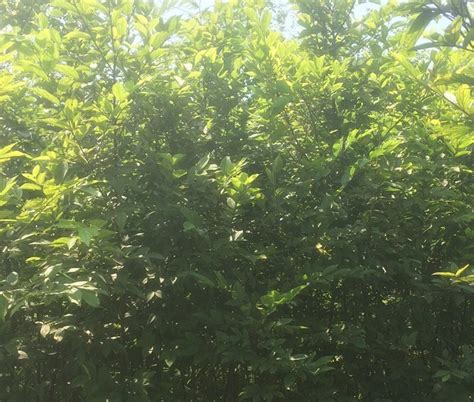 工程绿化苗庭院行道树苗朴树苗朴树树苗厚朴朴树小苗树虎窝淘