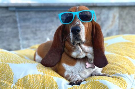 Floating Pool Bed Lux Loungers