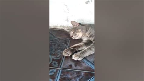 Gato Chipi Chapa Youtube