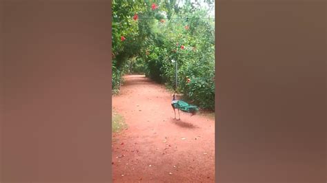 Chasing A Peacock Youtube