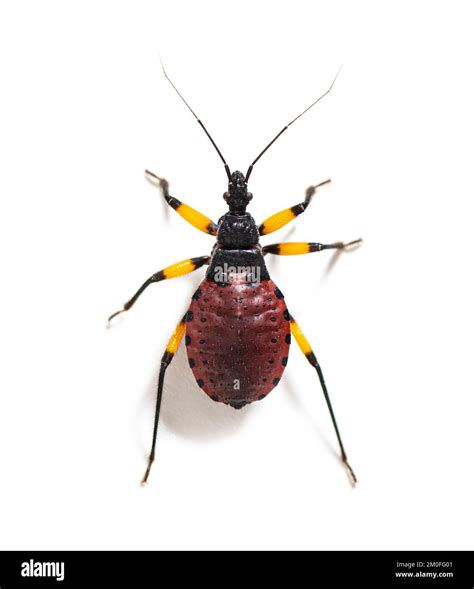 High View Of A Second Instar Nymph Of Of Two Spotted Assassin Bug